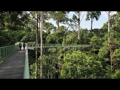 Kabili Trail Hiking, Kabili-Sepilok Forest Reserve / OM System OM-1 ...