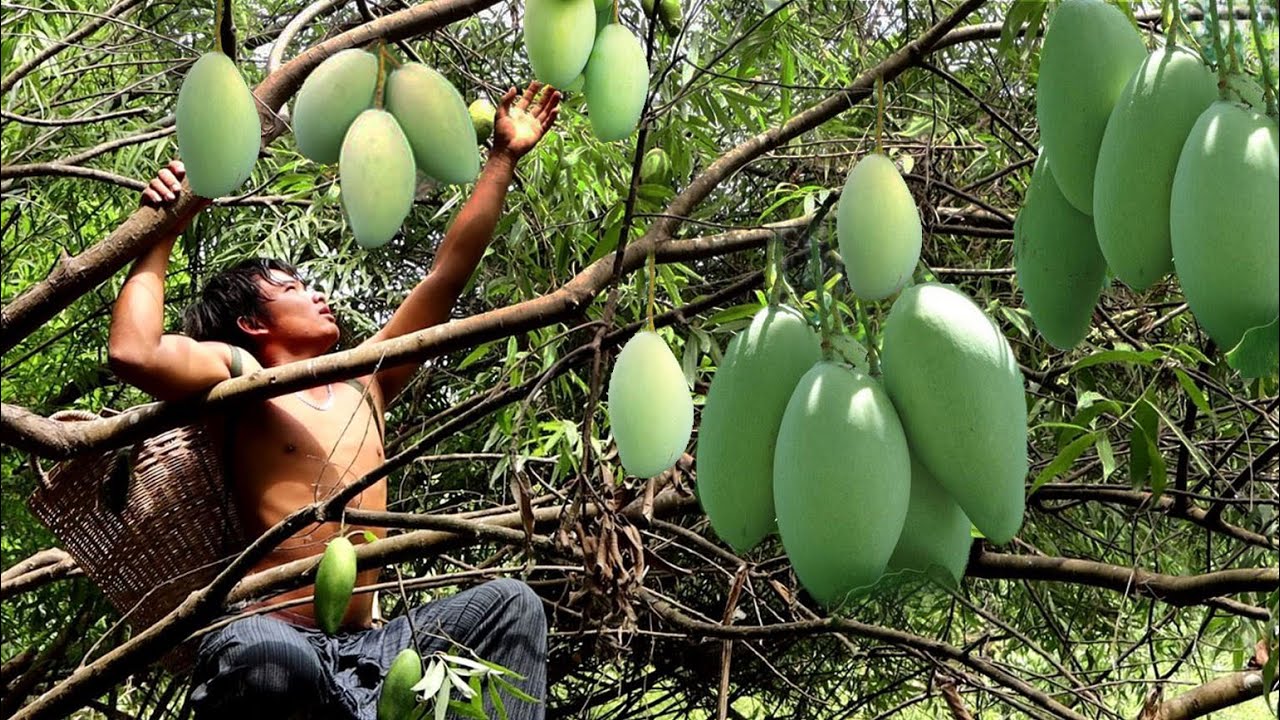Smart man pick mango at river - Mango Eating delicious - YouTube