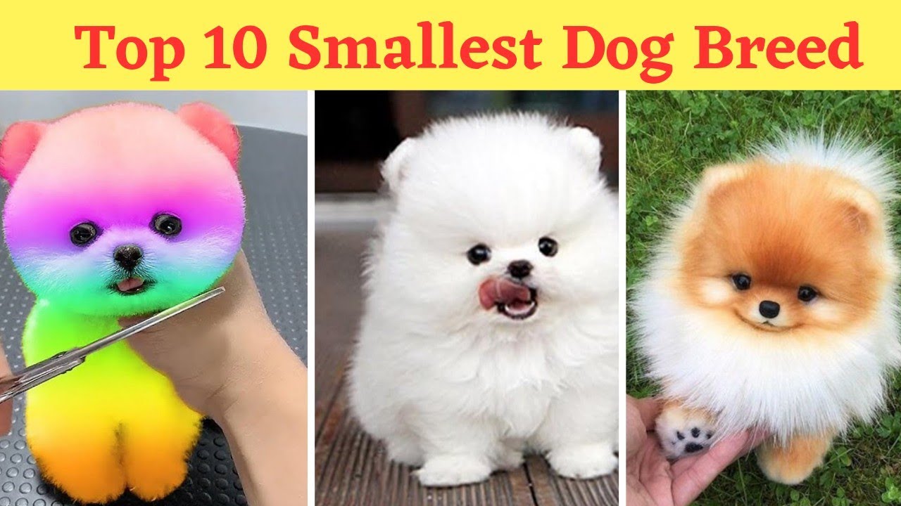 Top 10 Smallest Dogs in the World - YouTube