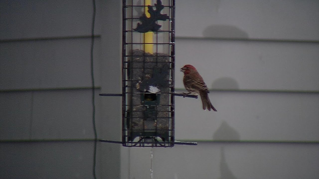 Winter Bird Count Takes Place at Mississippi Gateway Park - YouTube