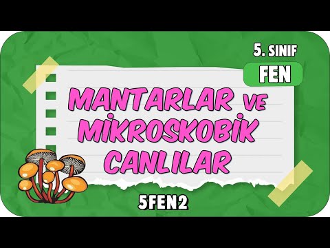 Canlılar Dünyası: Mantarlar ve Mikroskobik Canlılar 🦠 5. Sınıf Fen #2024