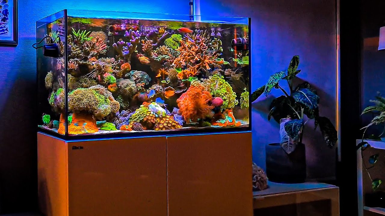 Most Beautiful Reef Tank