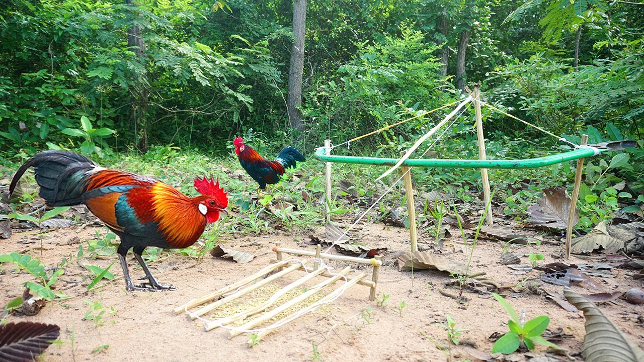 Simple Unique DIY Wild Chicken Trap Using Cutter & Wood | Easy Make A ...