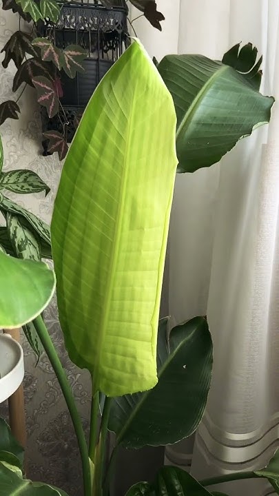 Новый лист у стрелиции Николая 🌱 - YouTube