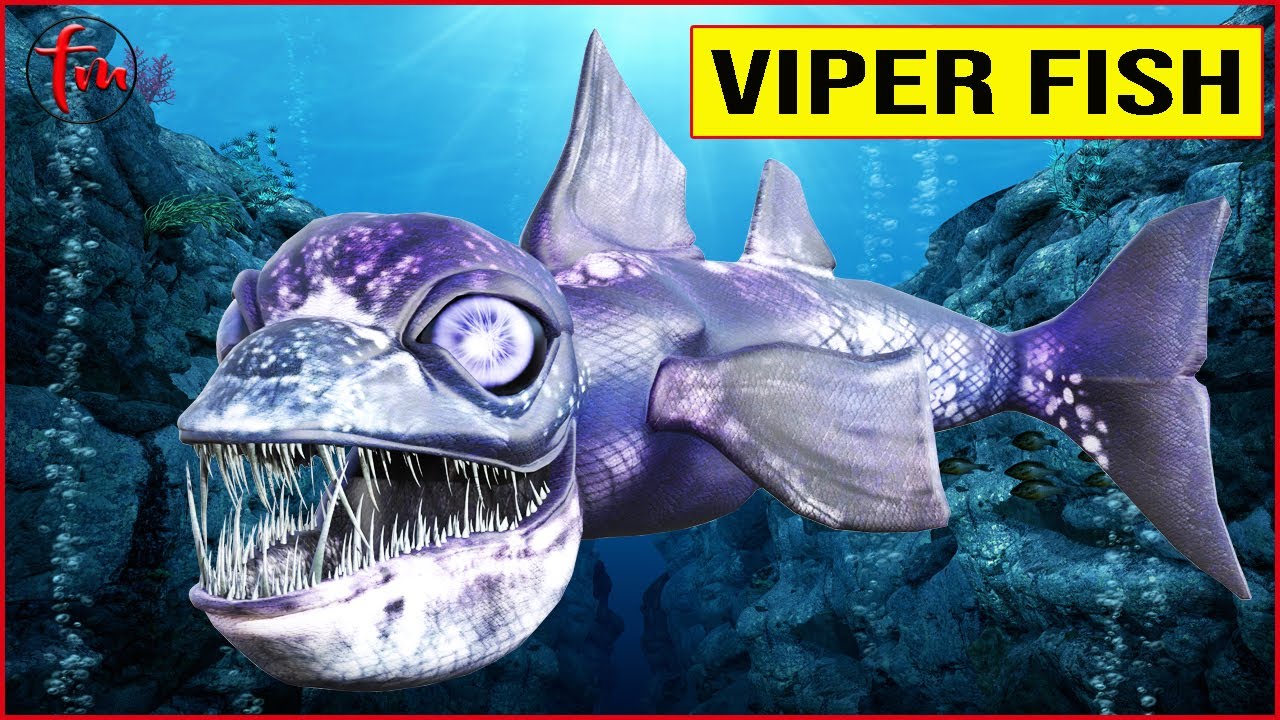 Secrets of Viperfish Dragonfish - Never Meet This Fish! - YouTube