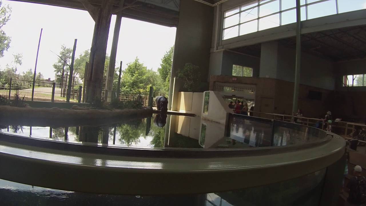 Calgary Zoo Hippopotamus - YouTube