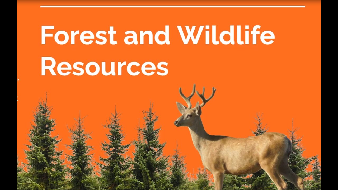 FOREST AND WILDLIFE RESOURCES Class X Social Science (Geography ...