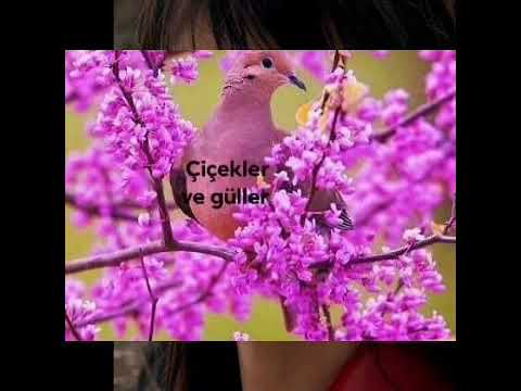 Nuri sesiguzel ..Kahverengi gözlerin.