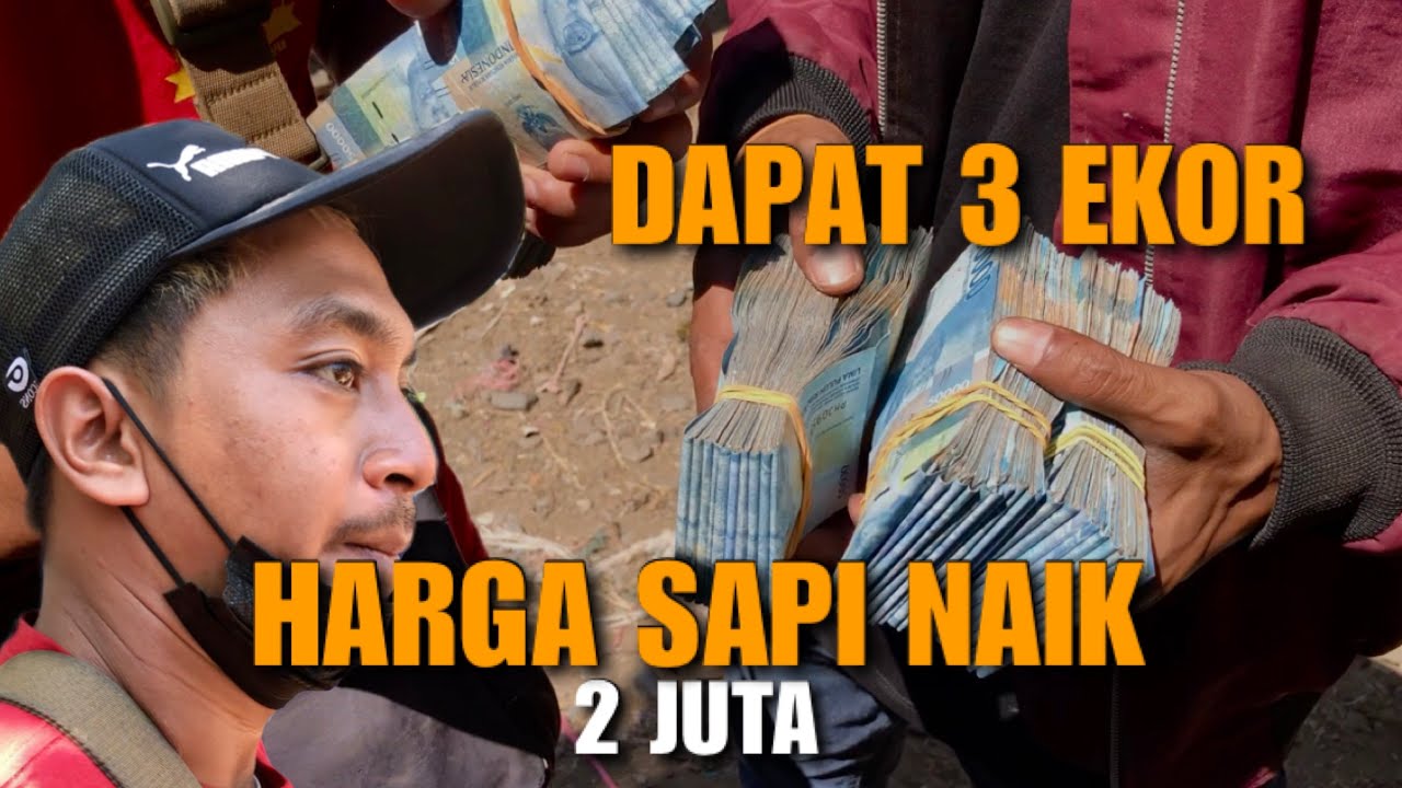 CUKUP BELANJA DAPAT 3 EKOR ️Harga Sapi Naik Sampai 2 Juta, Ampun! Gak ...