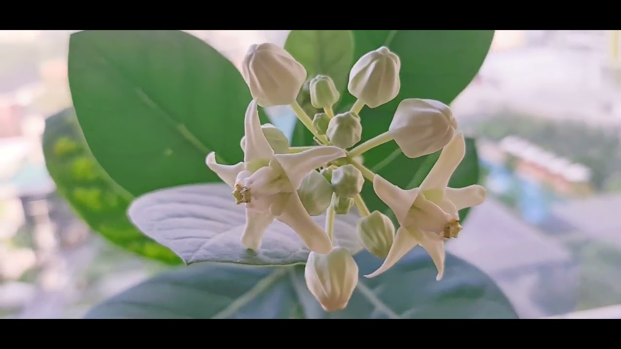 Calotropis Gigantea- Safed Mandar Flower Plant.White Aak Flower,Mandar ...