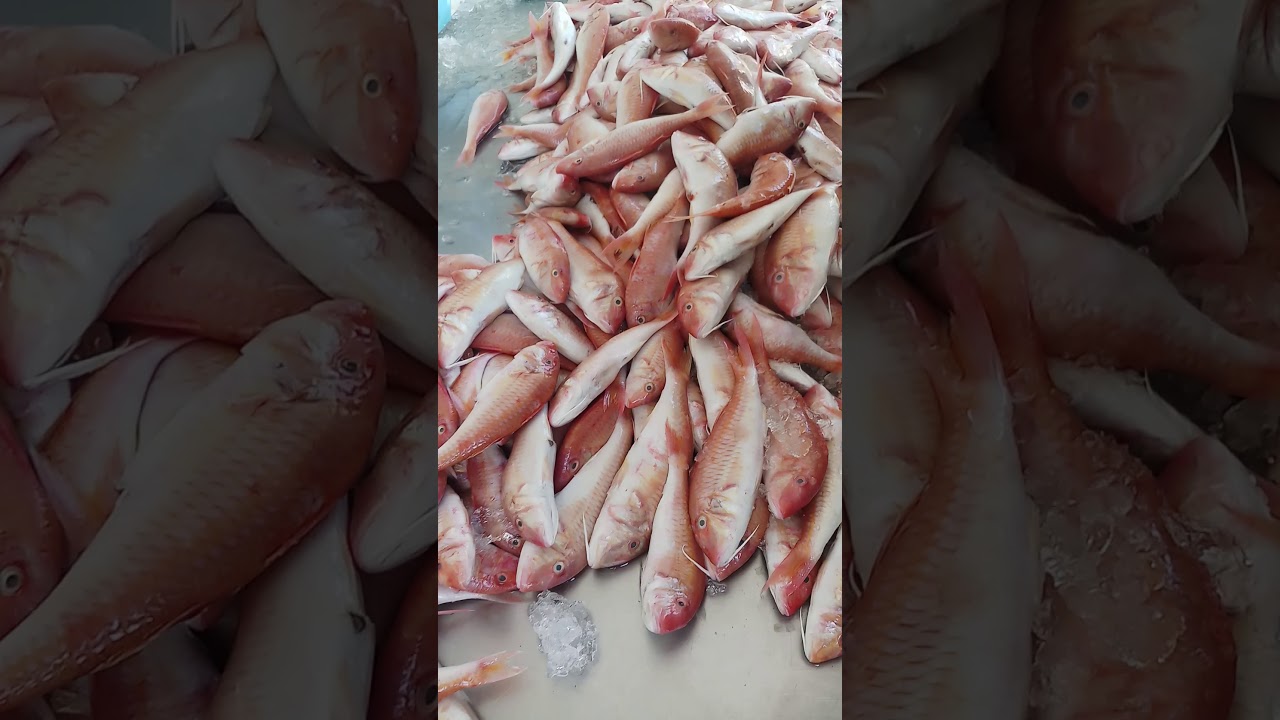 RED MULLET/ GOATFISH/CÁ PHÈN FRESH 2020 - YouTube