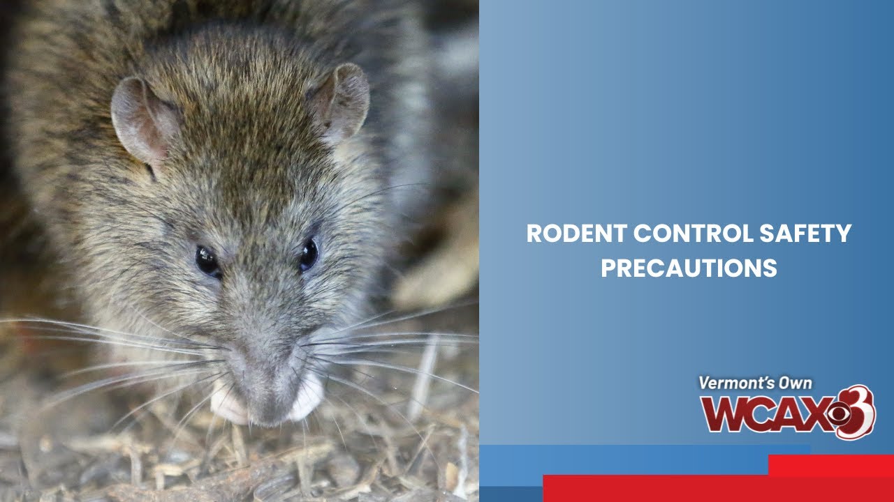 Rodent control safety precautions - YouTube