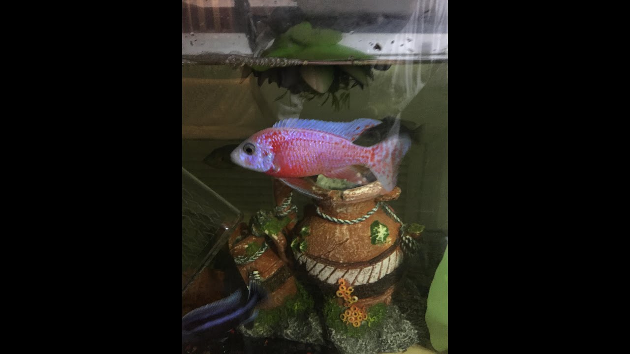 African peacock cichlids dragon bloods ob dragon blood cichlids Rare ...