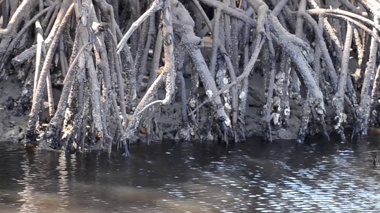 Nariva Swamp Part 4 Info Gathering for documentary Trinidad & Tobago ...