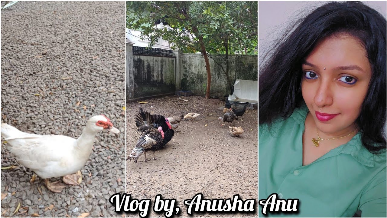 Kutty Vlog 😊 Kochu Kootukar 🦢 🐓 - YouTube