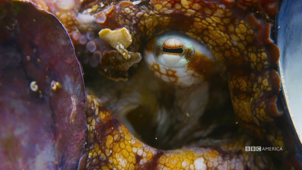 The Ultimate Octopus Disguise | Planet Earth: Blue Planet II ...