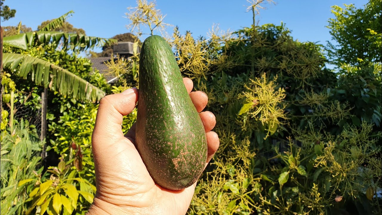 Pinkerton Avocado Drops 🥑 Tree Ripened Perfection - YouTube