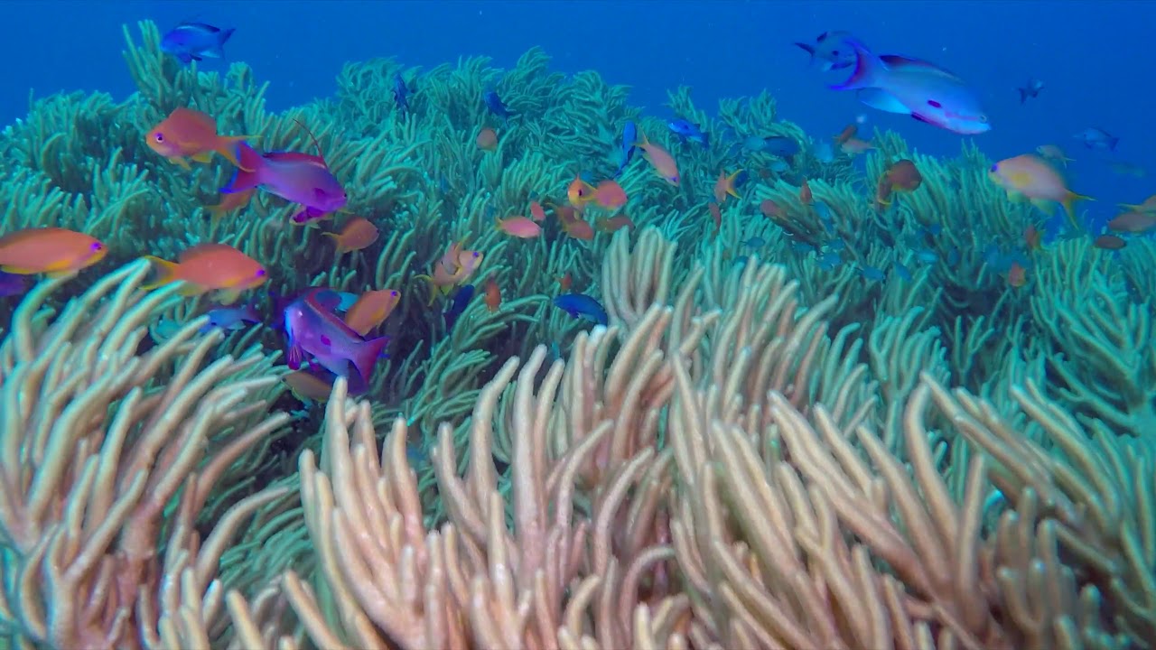 Diving in Fiji Aboard the Nai'a Liveaboard - YouTube
