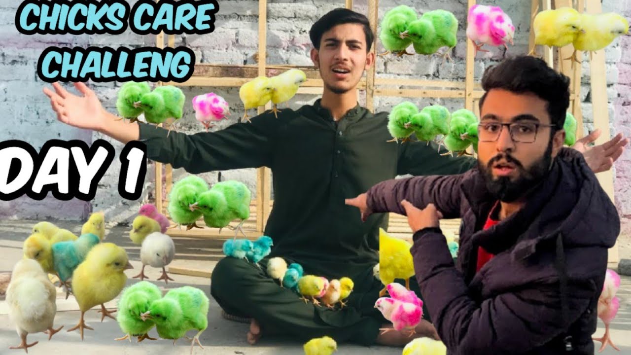 Chicks care challenge with Shehr main dehat | Pak Birds Lover - YouTube