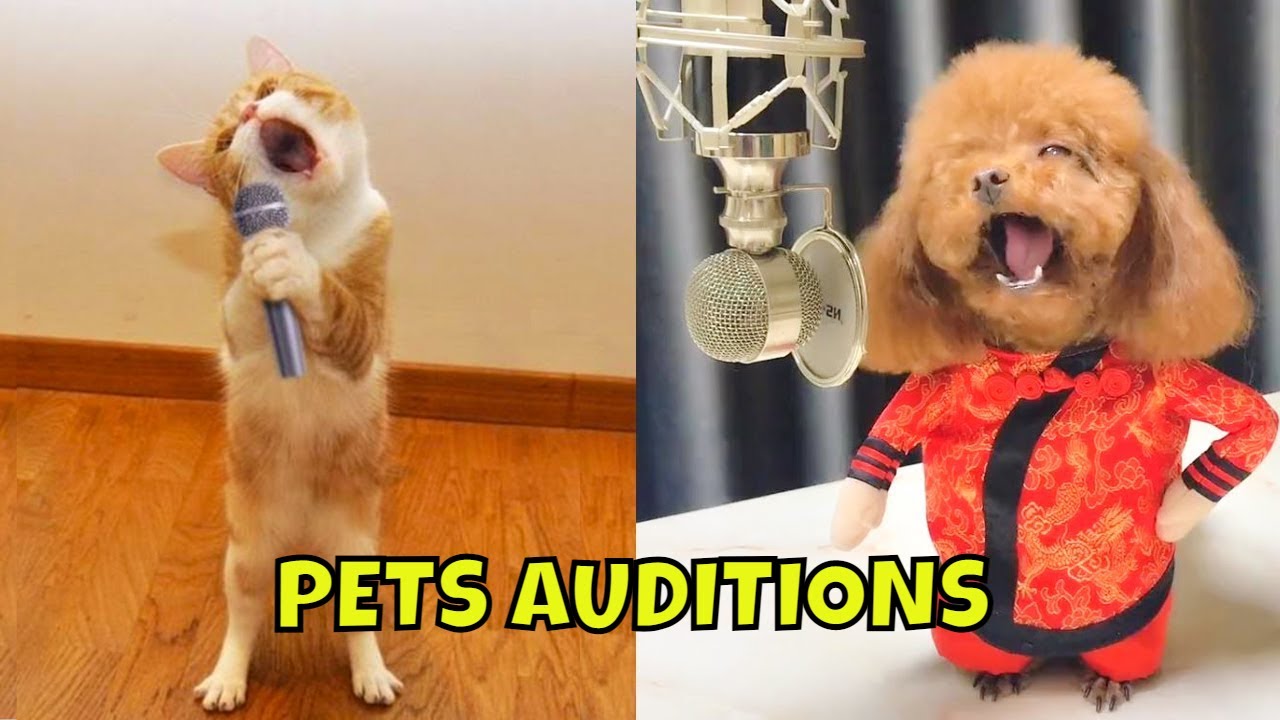 MOST EMOTIONAL PETS AUDITIONS - Pets Singing - Funny Tiktok Pets #pets ...