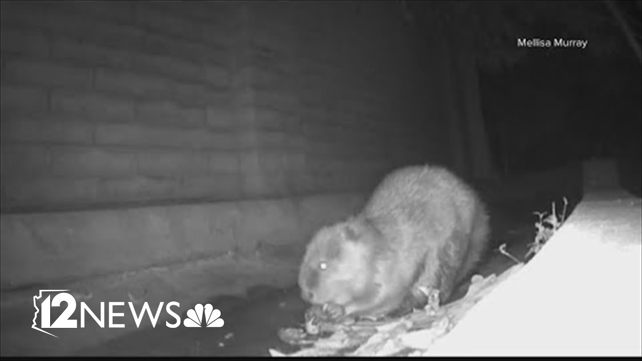 A beaver? In Phoenix? More common than you'd think - YouTube