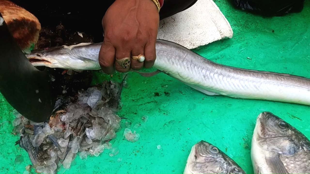 Amazing Bain Mach/ Conger Eel/Pike Fish Cutting Skills / Fish Cutting ...