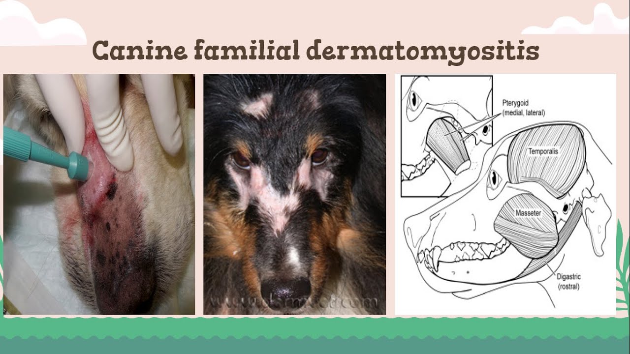 Canine familial dernatomyositis ( Ischemic dermaopathy ) - YouTube