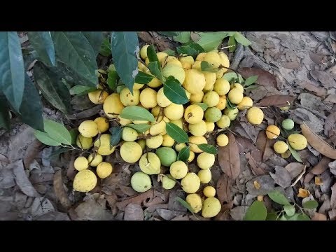 Cambodia ORGANIC Fruite Call Kuy - YouTube
