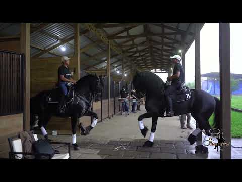 #Frisones #Holanda en NIcaragua👏🏻 Cuanta belleza. #Show #Ecuestre.