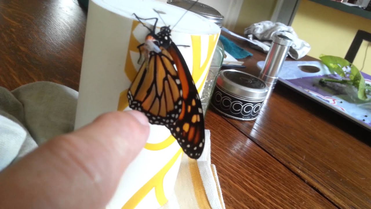 4th monarch but deformed butterfly - YouTube