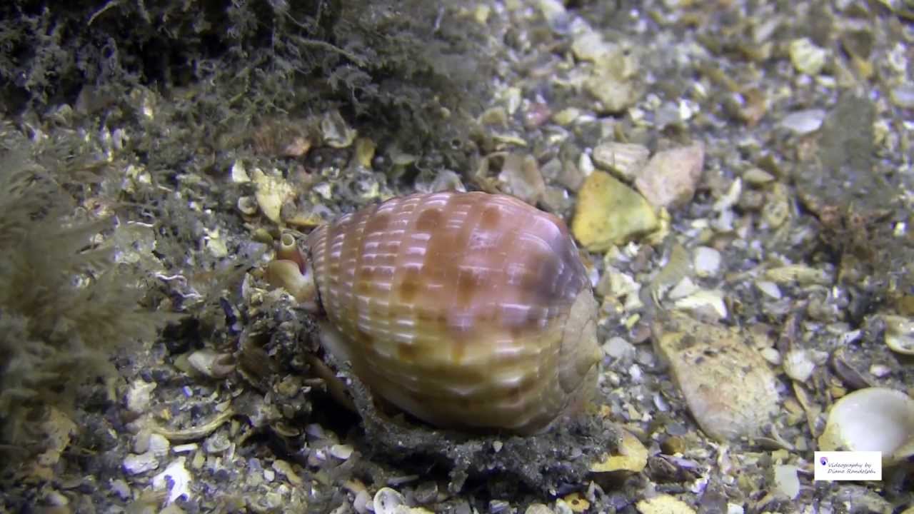 Reticulated Cowrie Helmet Shell - YouTube