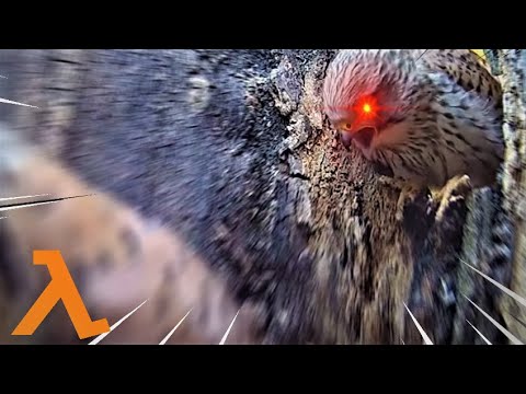 bird couple argue with half life SFX - YouTube