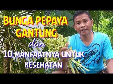 Bunga pepaya gantung,dan manfaat nya