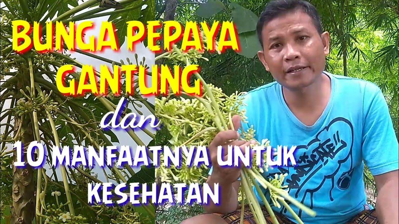 Bunga pepaya gantung,dan manfaat nya - YouTube
