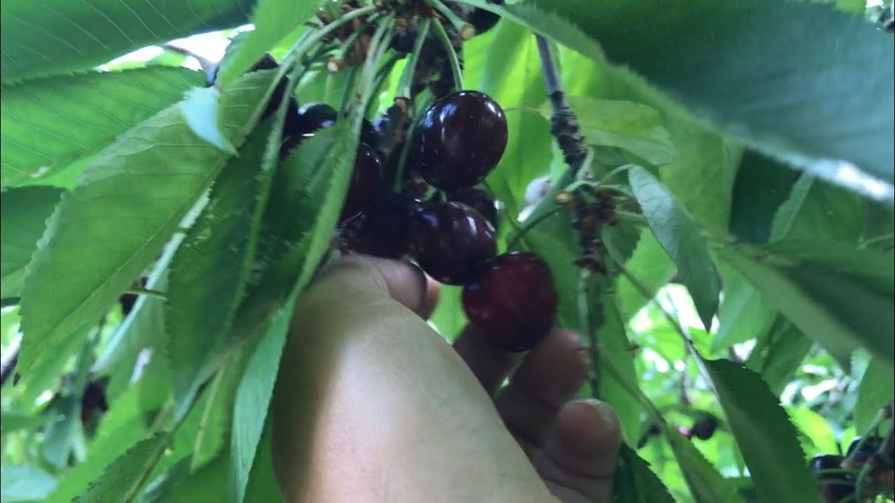 A day out cherry picking at the cherry farm in Stockton California ...