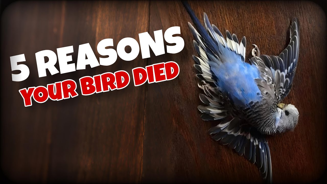 5 Common Reasons Your Birds Died 😔🦜 - YouTube