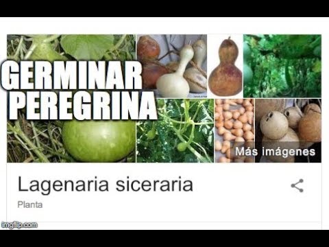 Germinar calabaza peregrina - YouTube