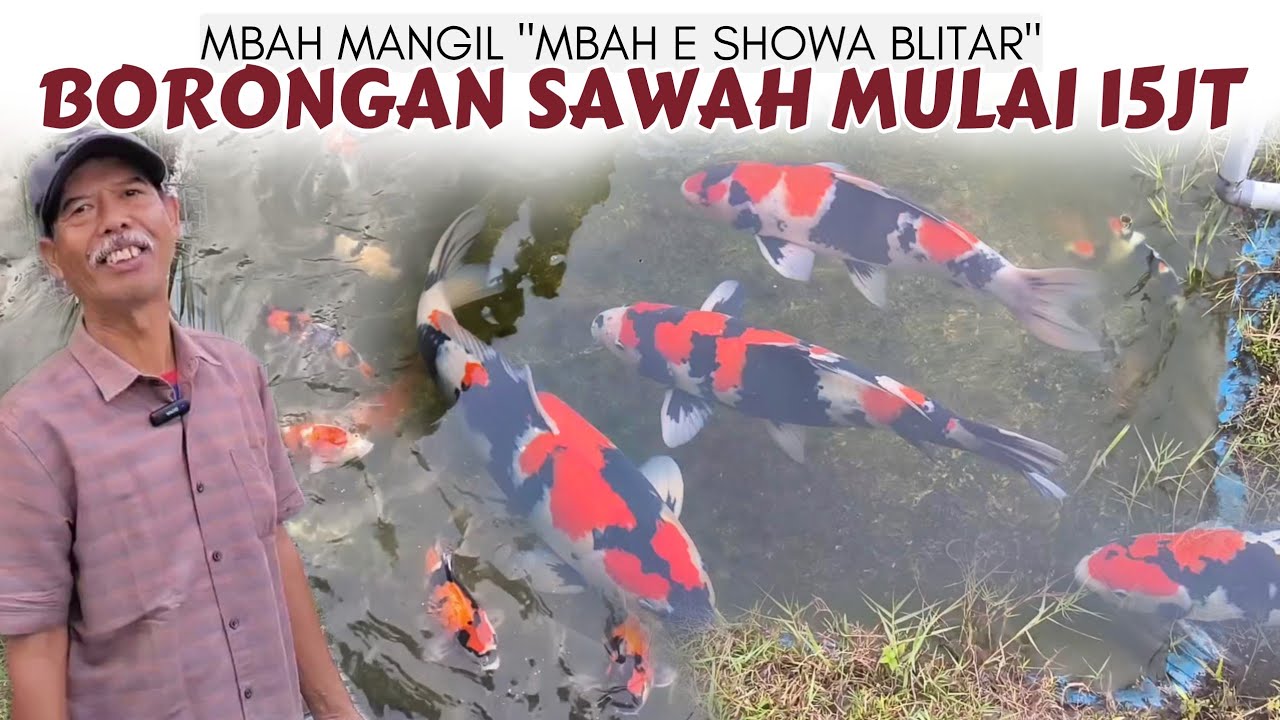 Segini Harga Borong Kolam Showa Mbah Mangil Blitar - YouTube