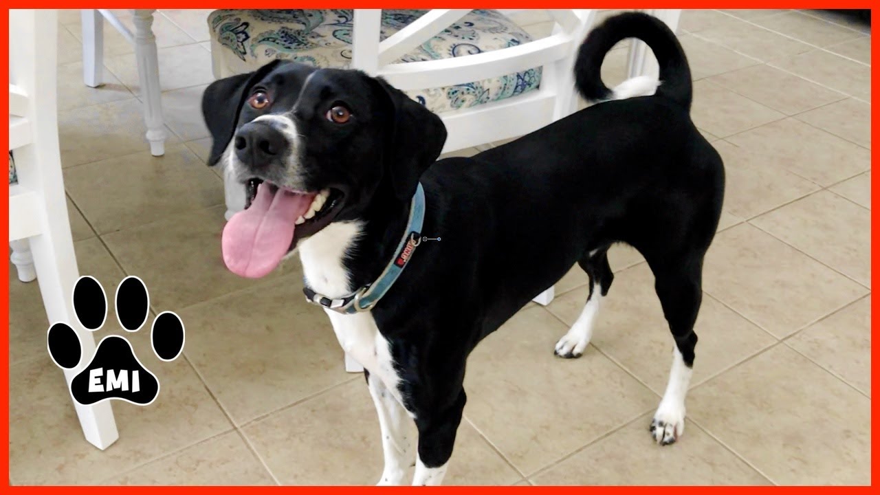 Cute Emi Puppy Dog Gets a Bone, Anxiety, Crating - Emis World Funny Dog ...