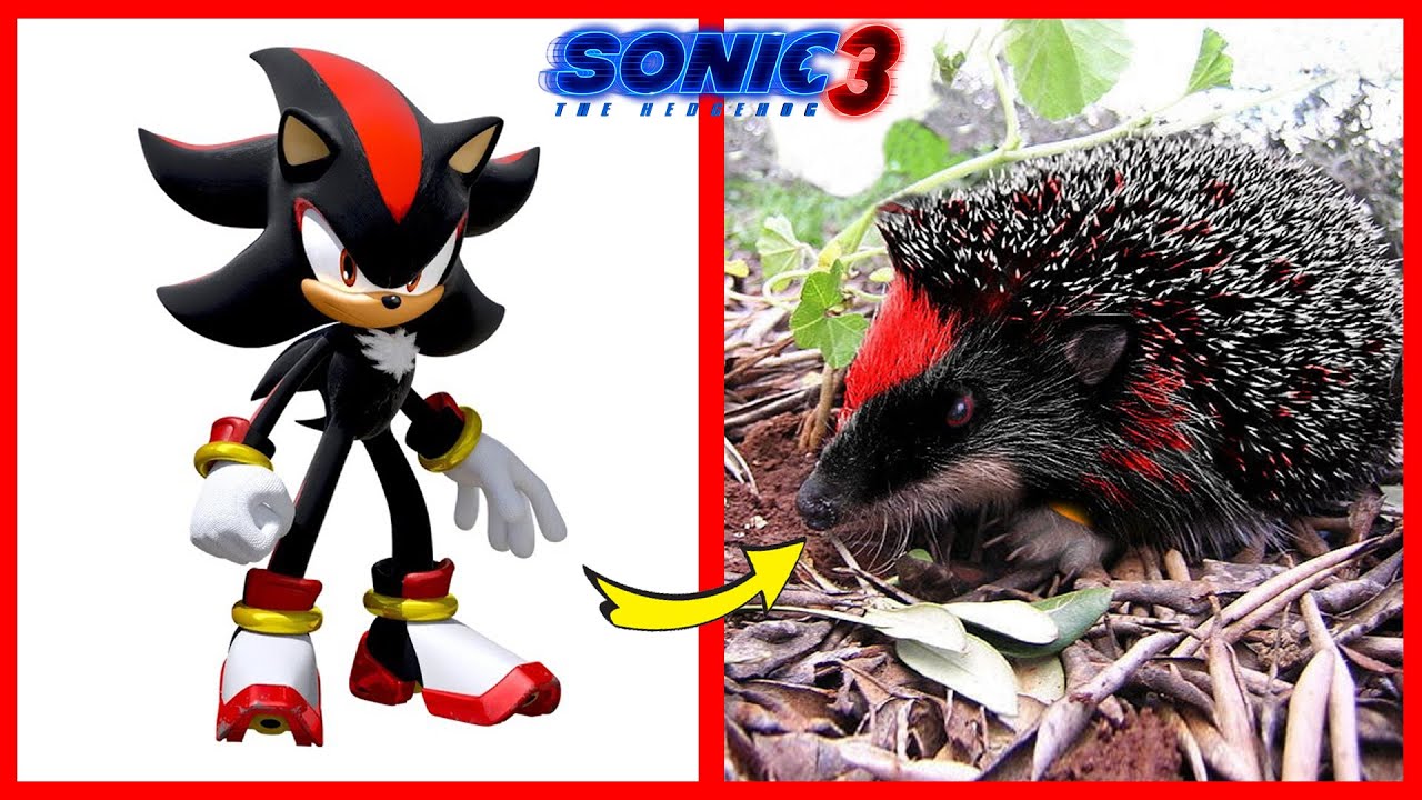 Sonic the Hedgehog 3 🔥 Real Life - YouTube