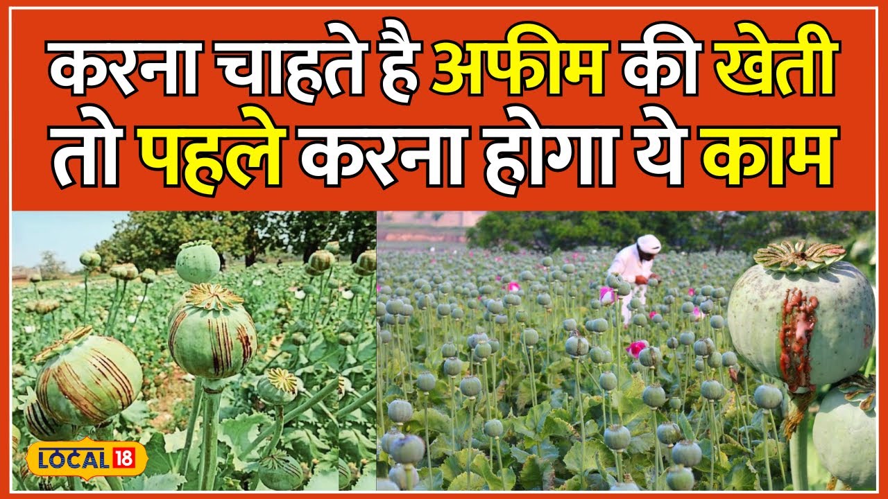 Afeem Farming: आप भी कर सकते है अफीम की खेती, बस करना होगा ये काम ...