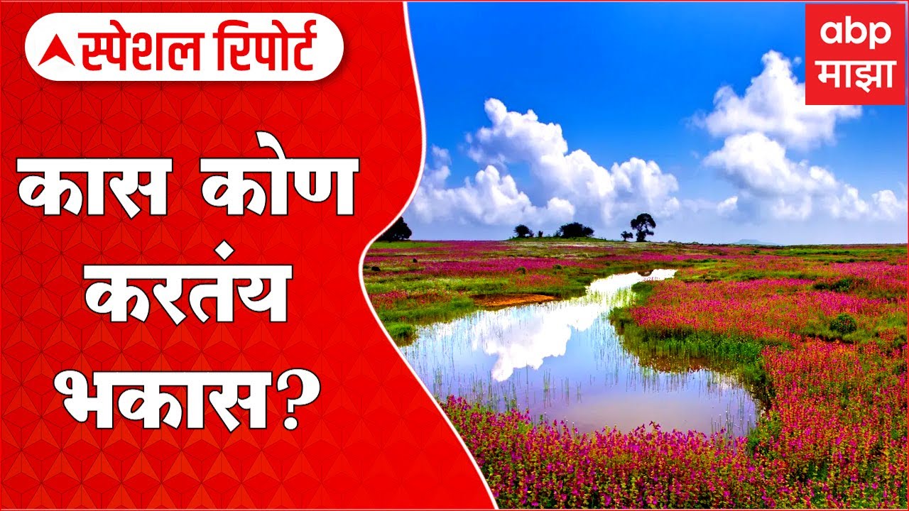 Kas Pathar Special Report : कास पठाराच्या सौंदर्याला नख लावण्याचं काम ...