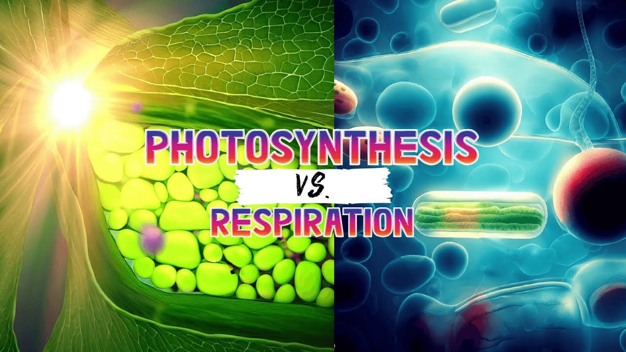 What is the difference between Photosynthesis and Respiration ...