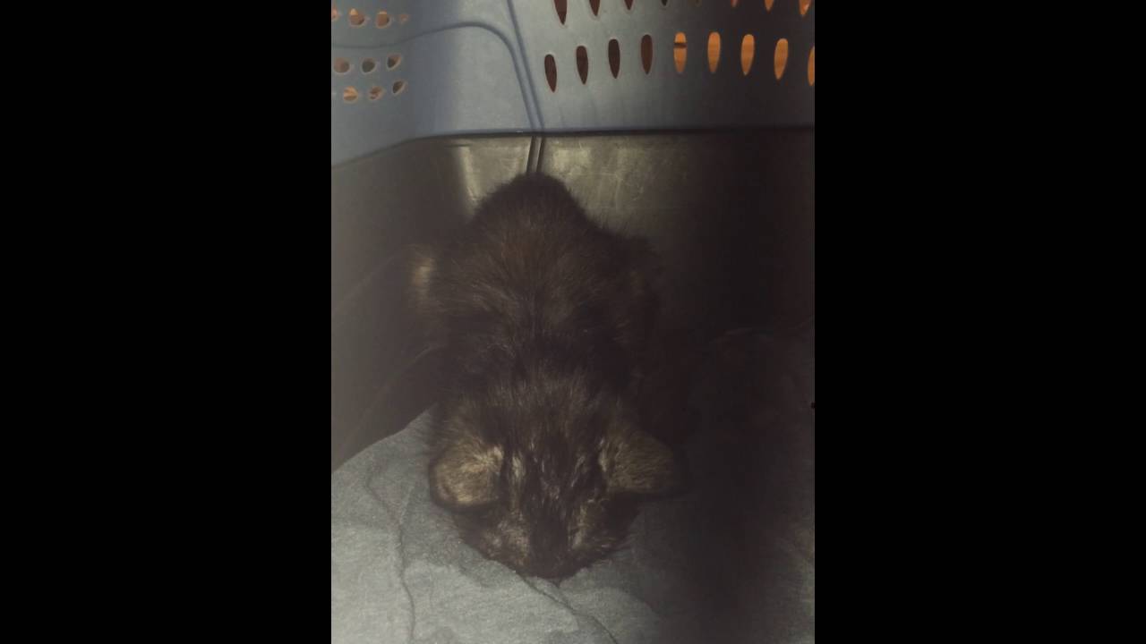 Panleukopenia - Cat Plague disease - YouTube