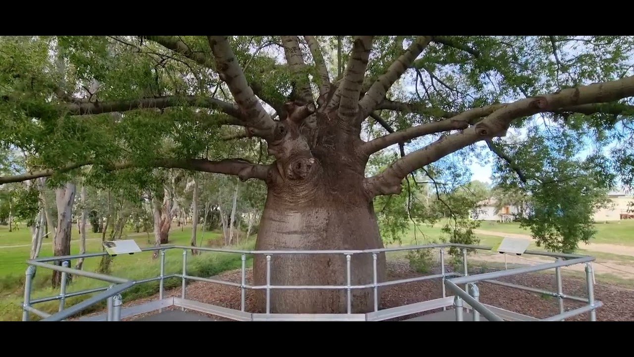 John Nze-Bertram TV at Roma's largest bottle tree, Queensland (2) - YouTube