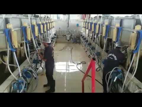 Milking Process Kasur Dairy Farm Khalis Milk - YouTube