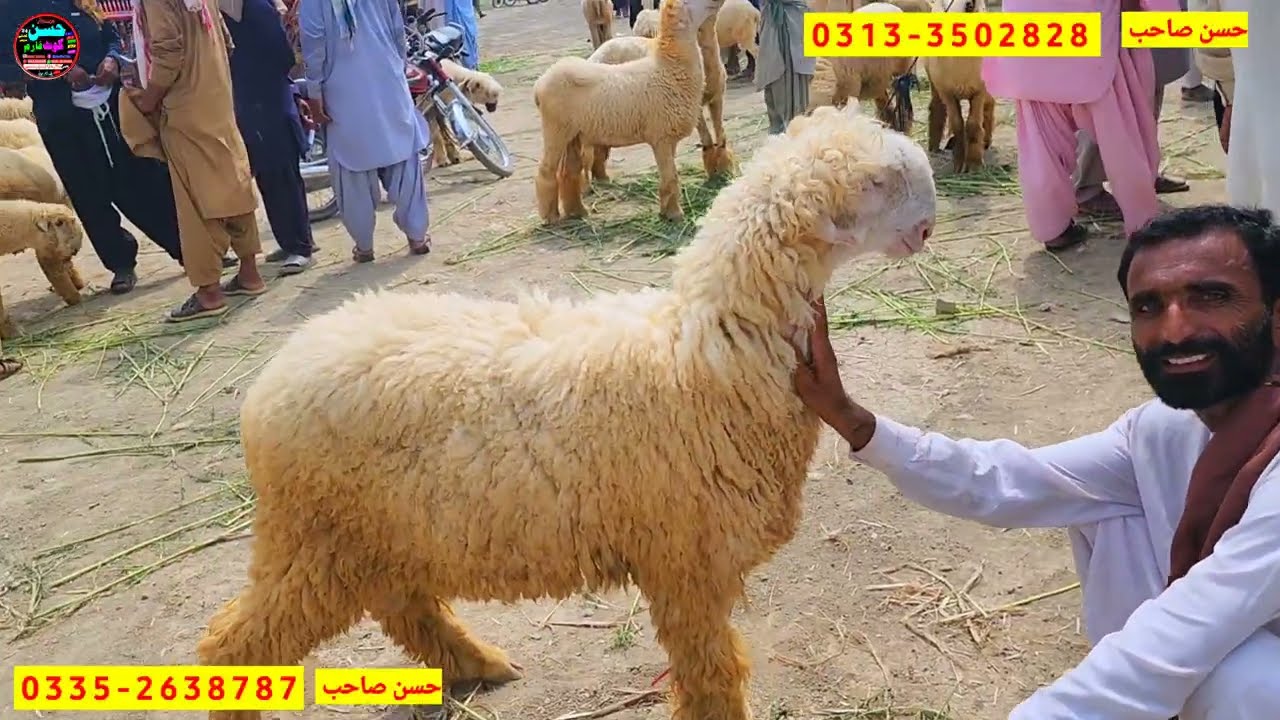 20 July 2025 pakistan Nari farm Mandi Updates pure nari farm mundra ...