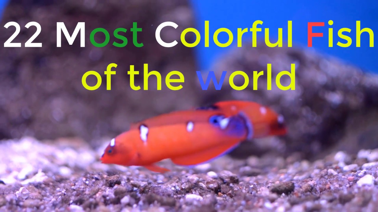 22 Most Colorful Fish of the World|Most beautiful fishes from around ...