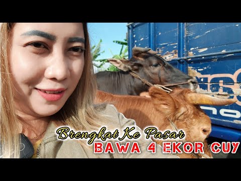 4 EKOR SAPI INCES MELUNCUR KE PASAR SAPI, AUTO LARIS MANIS