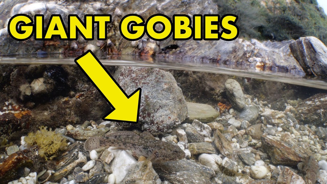 Giant Gobies in Cornish Rockpool - YouTube